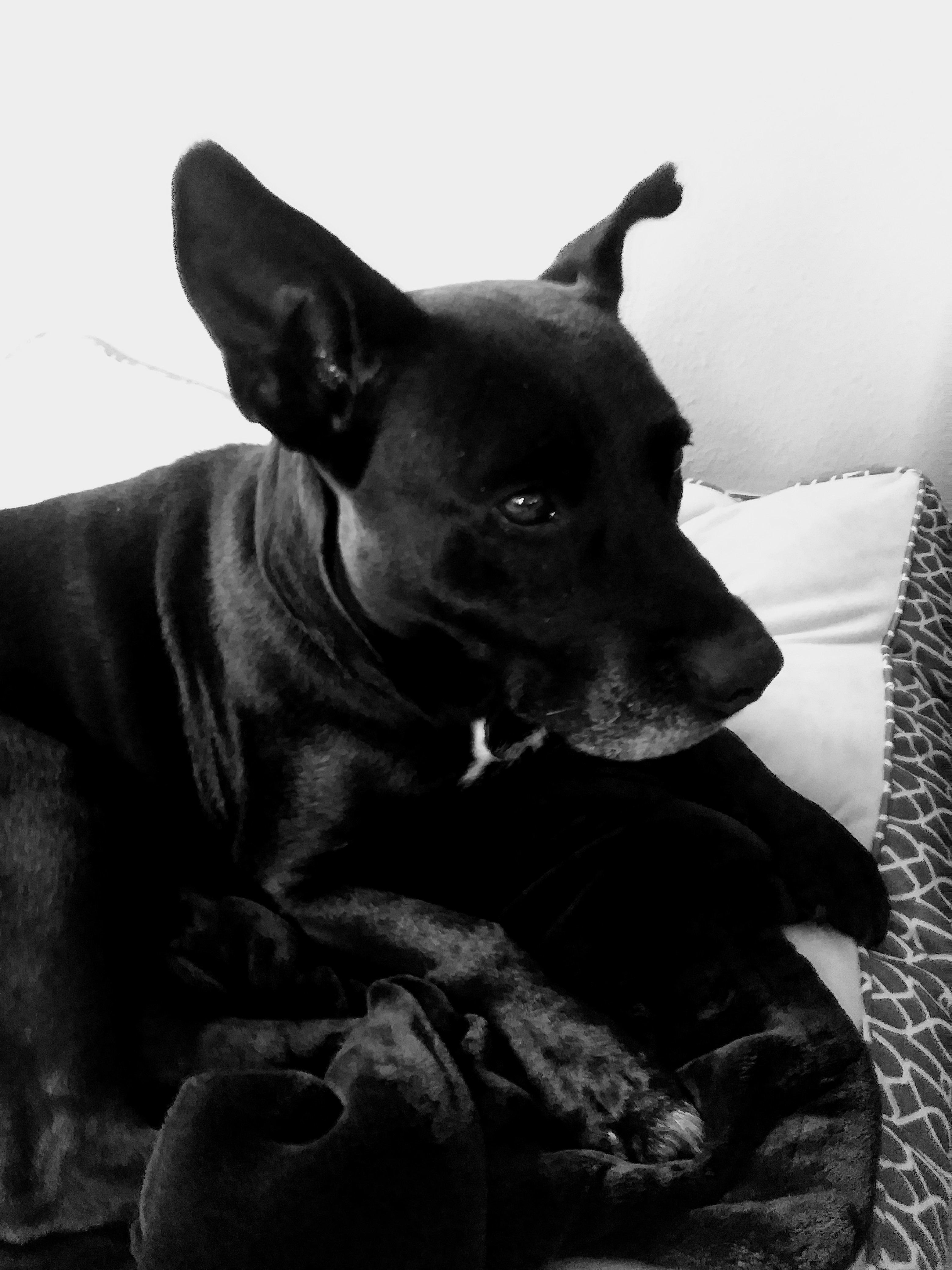 Caleb - Lakeland Animal Shelter